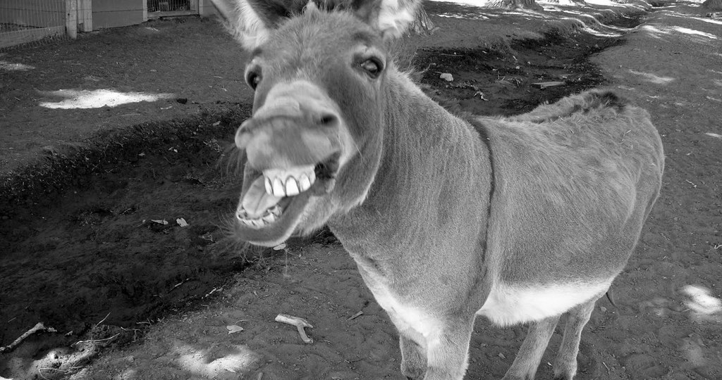 Οι ιστορίες της βάβως | Ο Βουλευτής και το Γαϊδούρι - Paramythia-online.gr