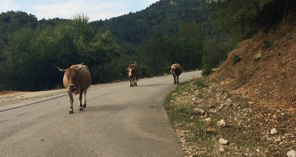 Θα περισυλλέγονται τα ανεπιτήρητα παραγωγικά ζώα που κυκλοφορούν στο ...